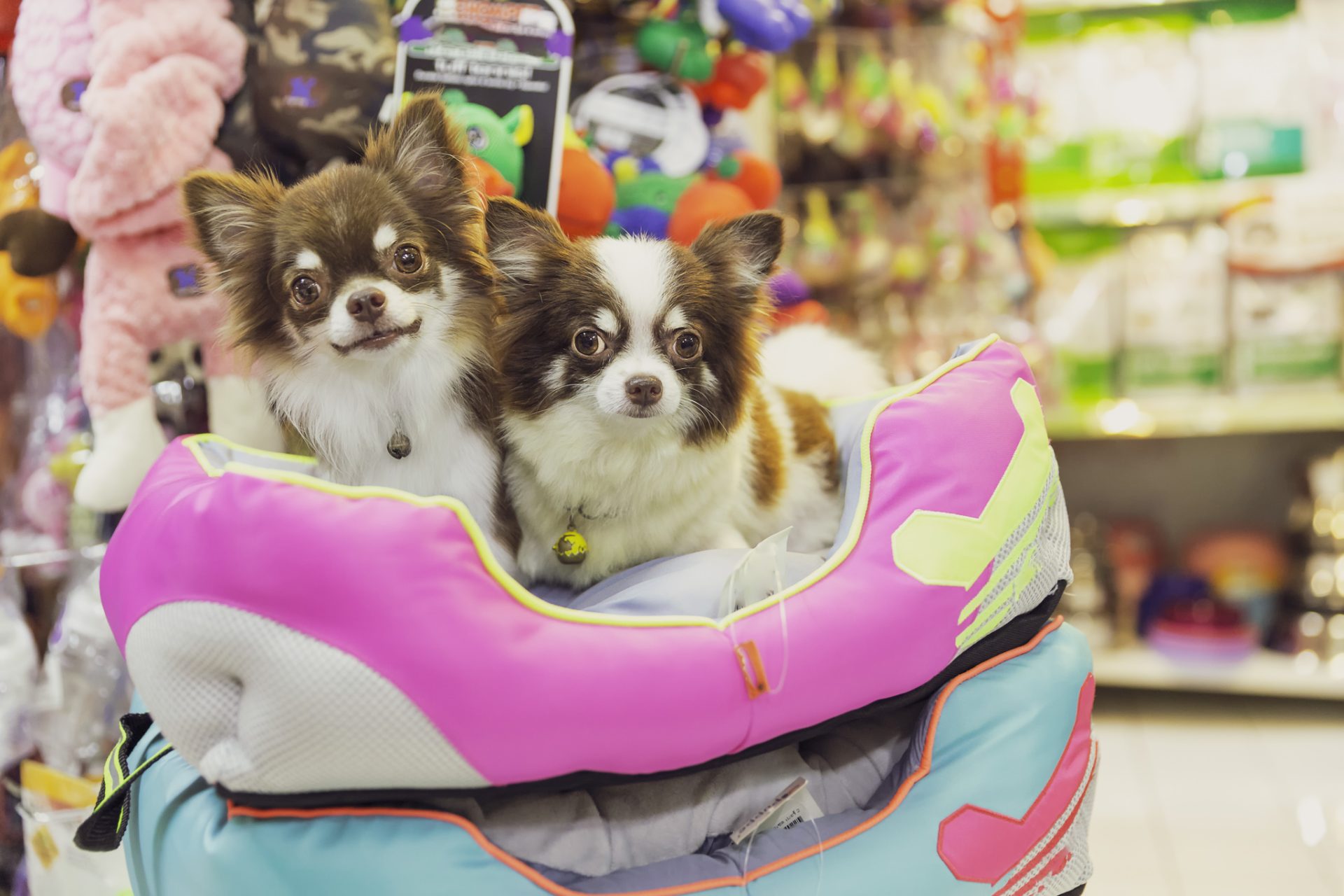 Pet Shop EPOS - myEPOS